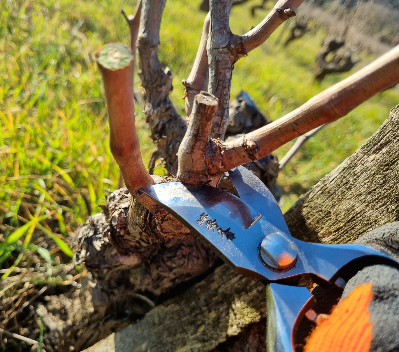 Comprendre l'importance de la Taille - Castell-Reynoard