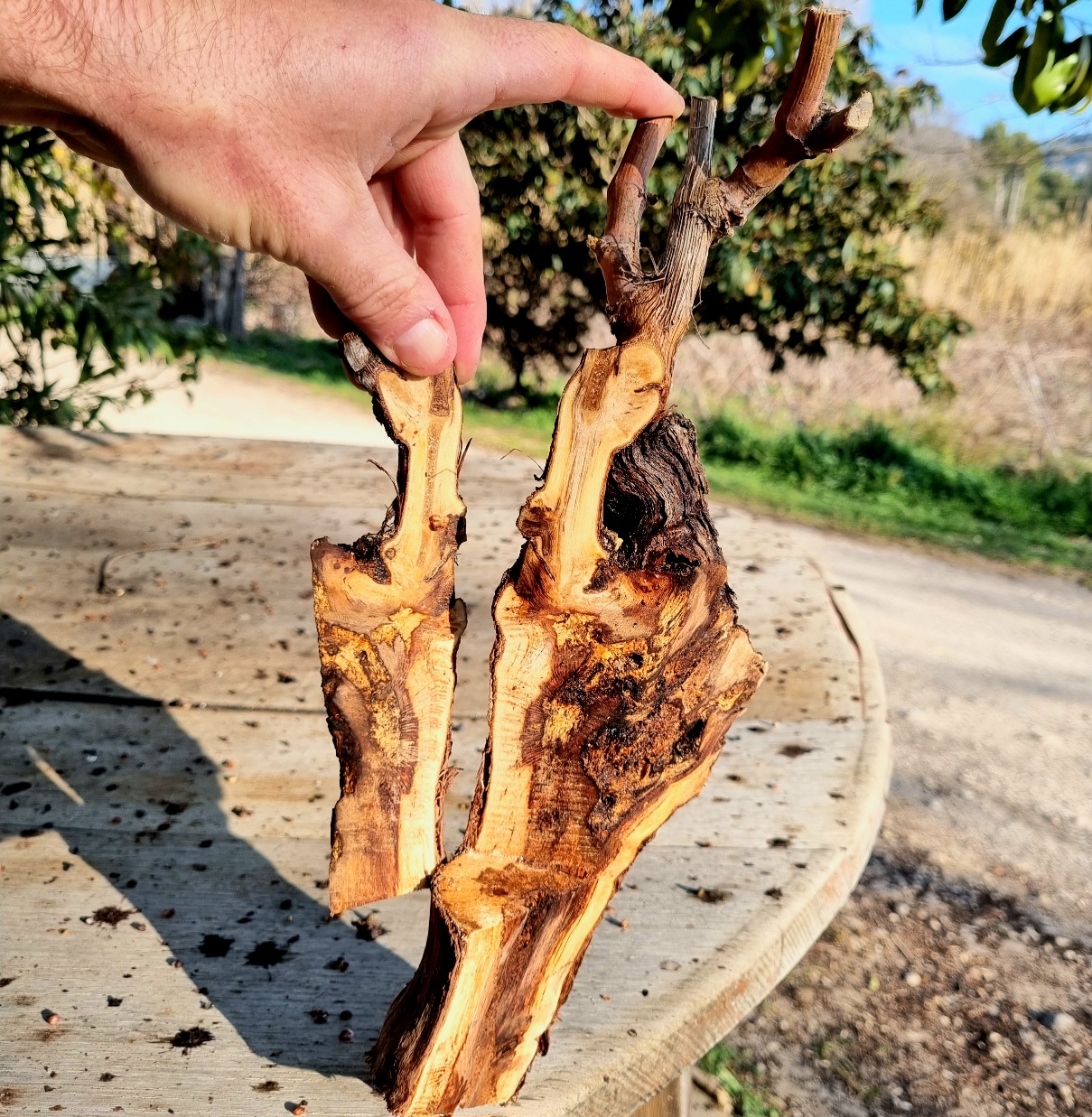 Comprendre l'importance de la Taille - Castell-Reynoard